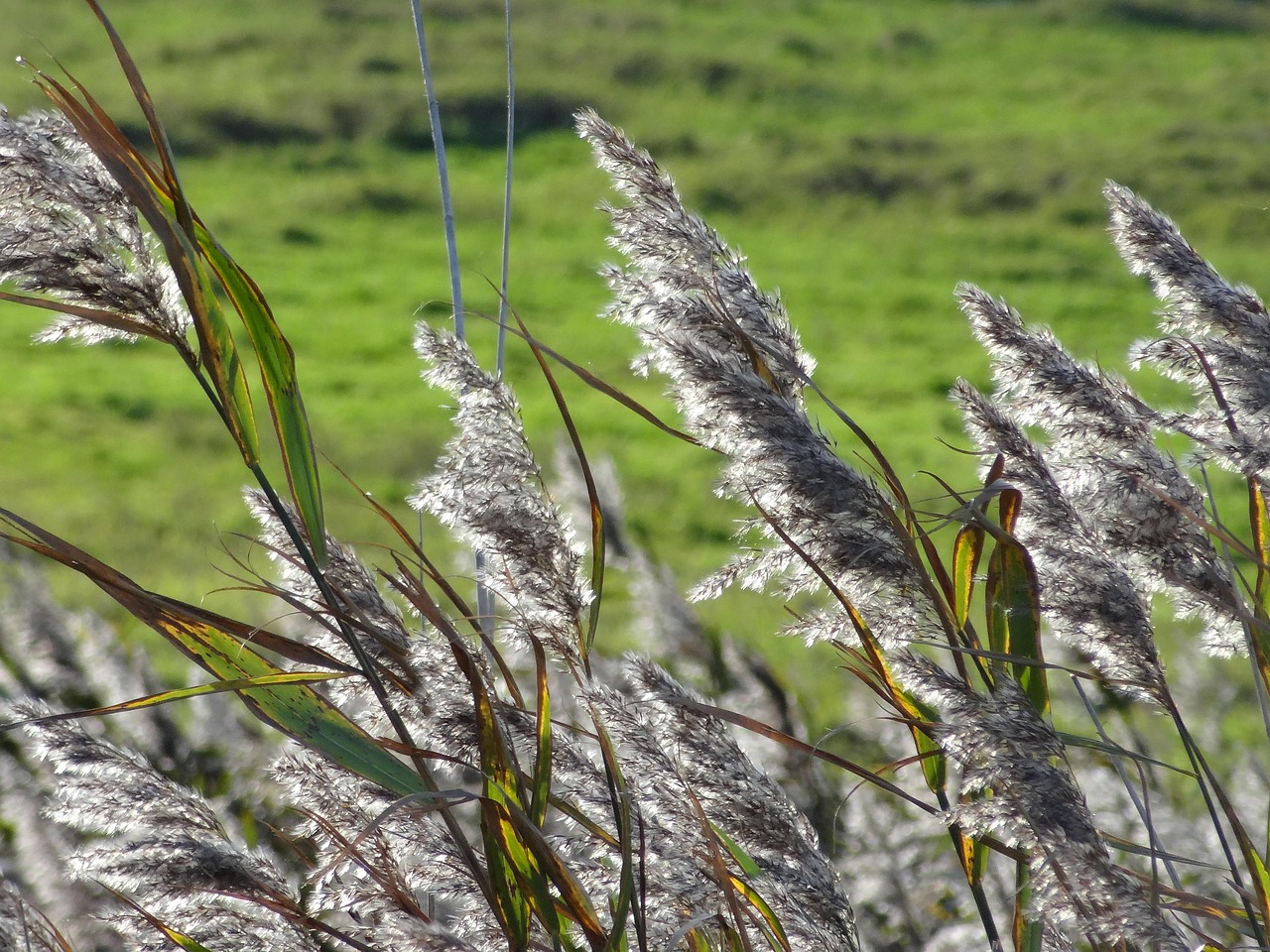 Nature Grass Plant - Free photo on Pixabay