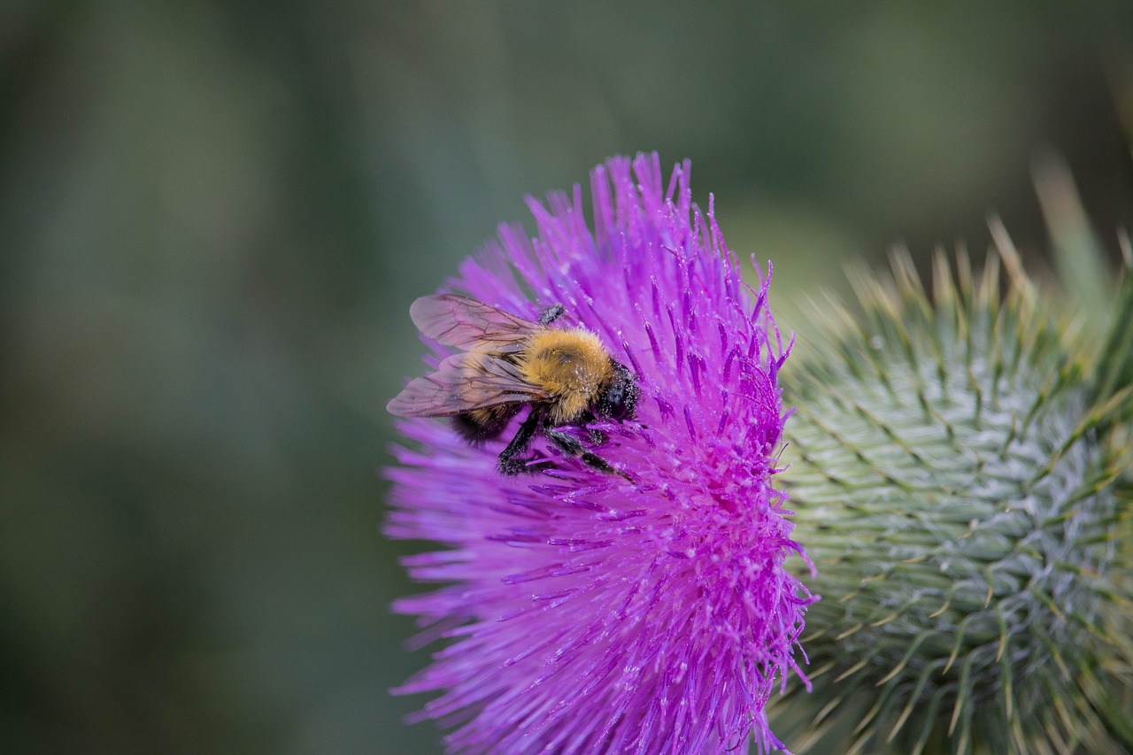 Más de 200 imágenes gratis de Abejas Animados y Abeja - Pixabay