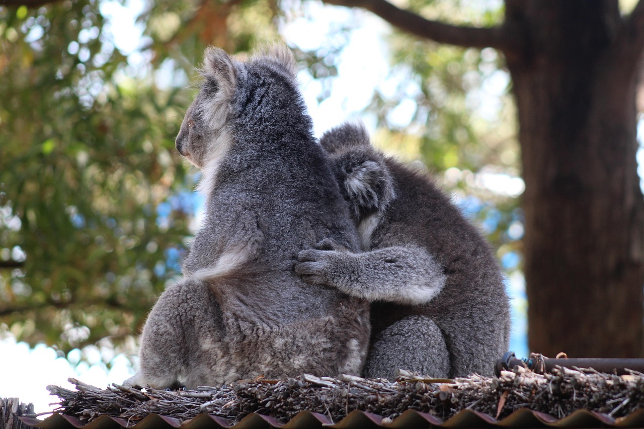 600+ kostenlose Koalas und Natur-Bilder - Pixabay