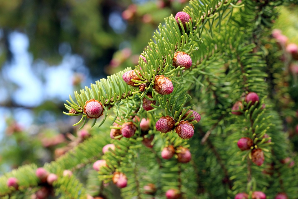 Tree Spruce Spring - Free photo on Pixabay - Pixabay