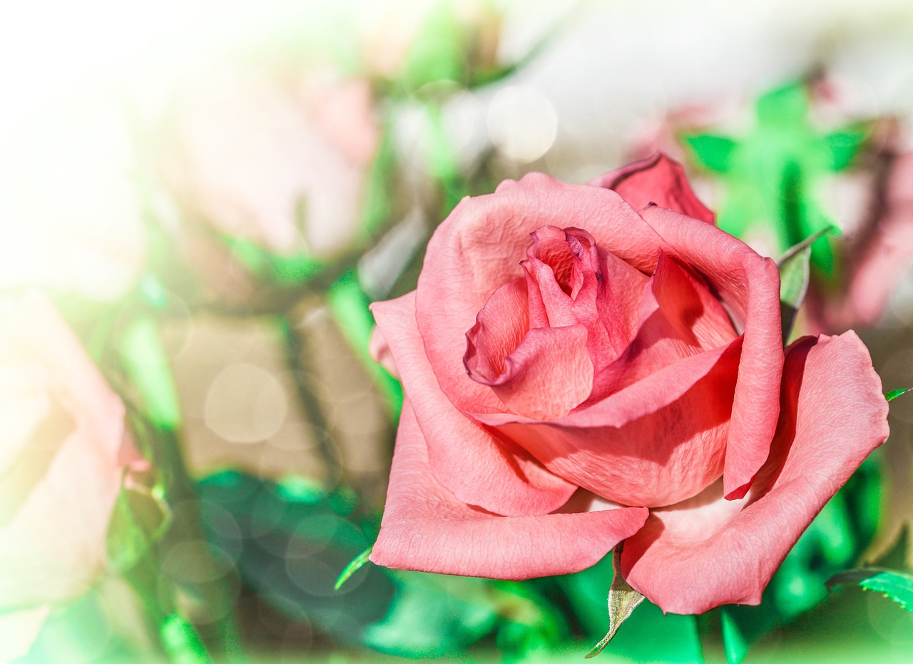 Bunga Mawar Alam - Foto gratis di Pixabay - Pixabay