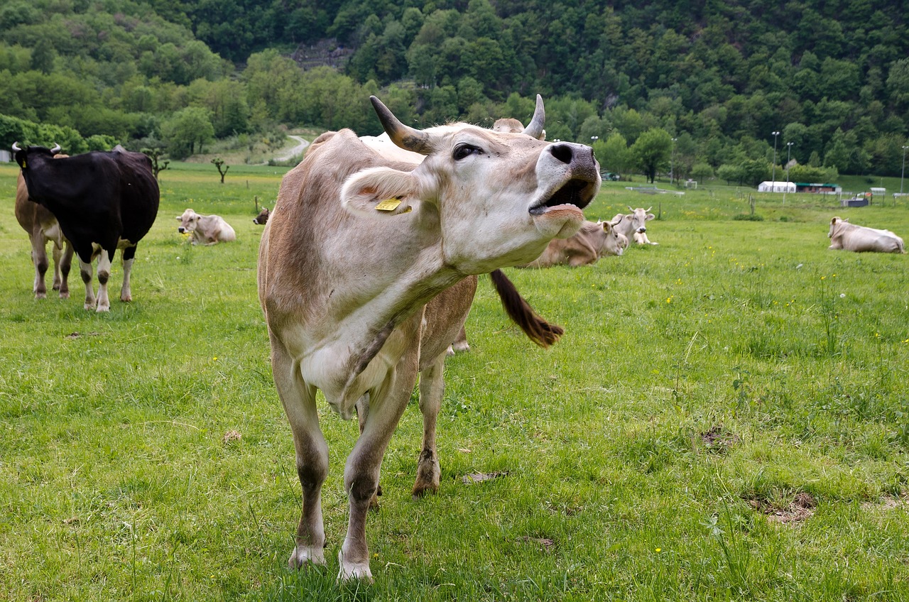 Farm The Hay Field Livestock - Free photo on Pixabay - Pixabay