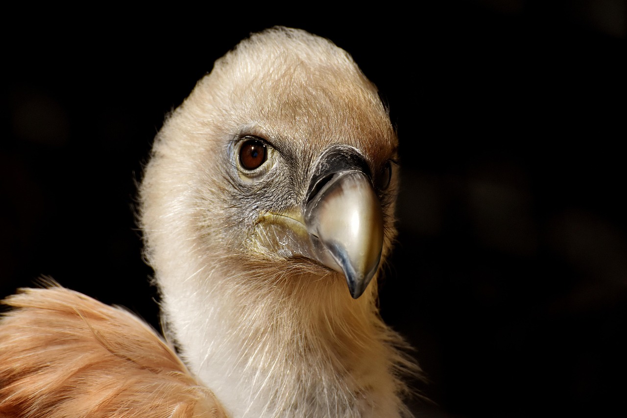 Vulture Bird Birds Of Prey - Free photo on Pixabay