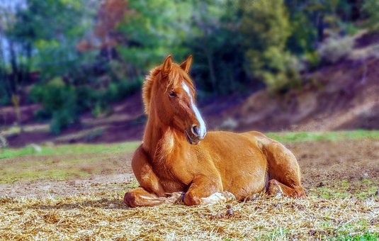 300+ Free Colt & Horse Images