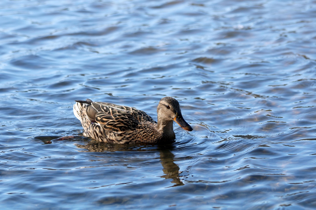 Pato Agua Estanque - Foto gratis en Pixabay - Pixabay