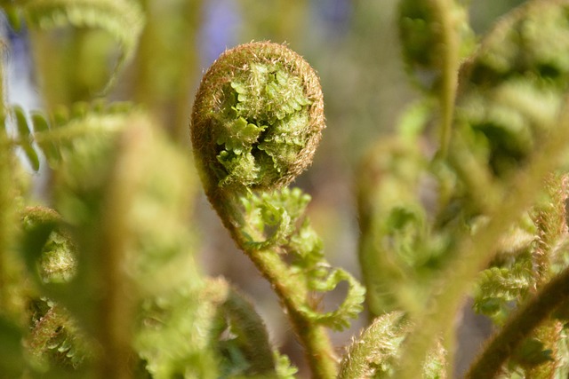 100+ Free Bracken & Nature Images - Pixabay
