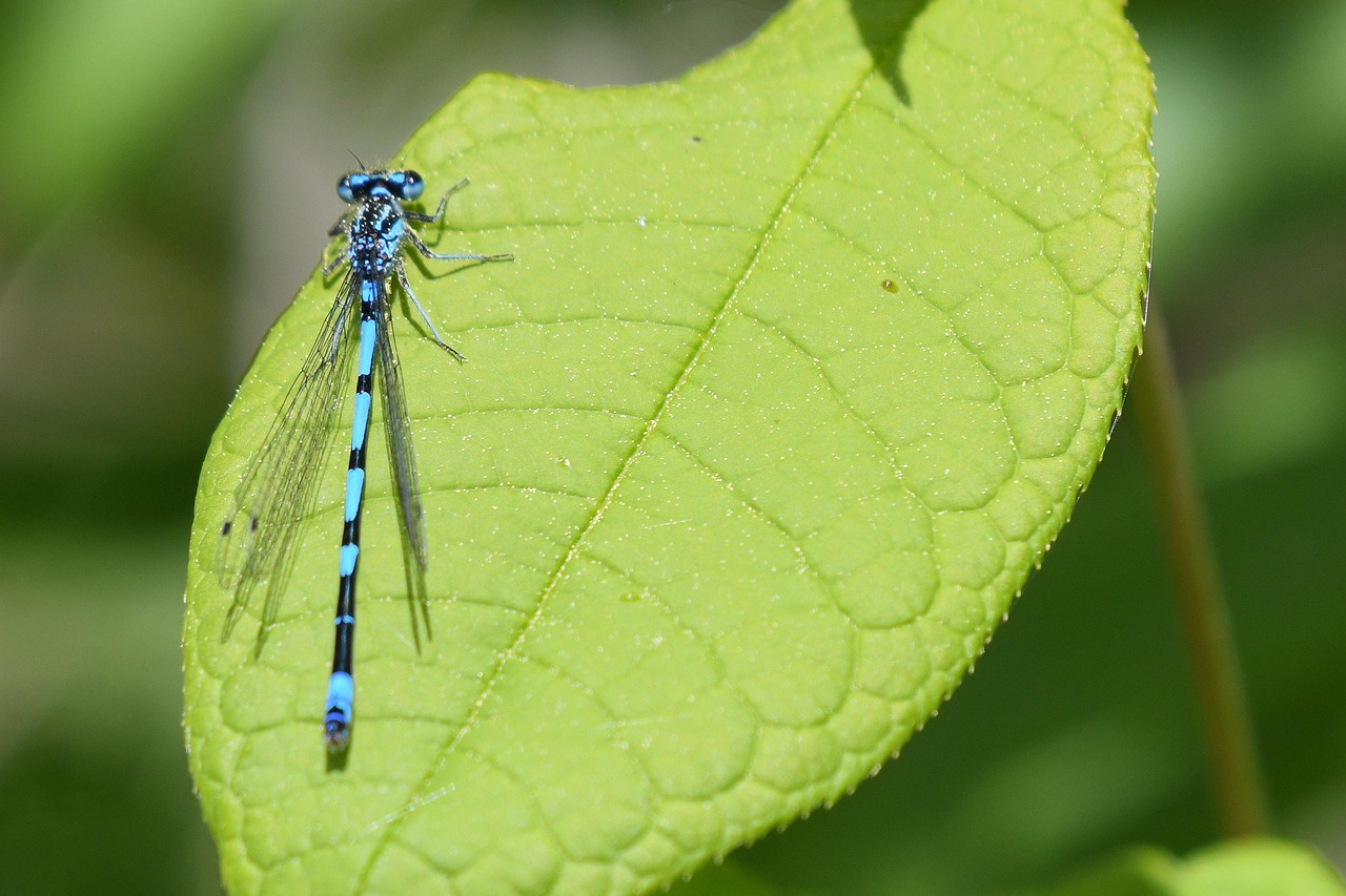 Libellule Insecte La Nature - Photo gratuite sur Pixabay - Pixabay