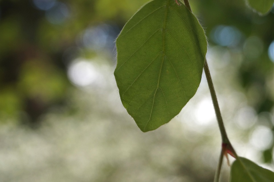 Folha Plantar Árvore - Foto gratuita no Pixabay - Pixabay