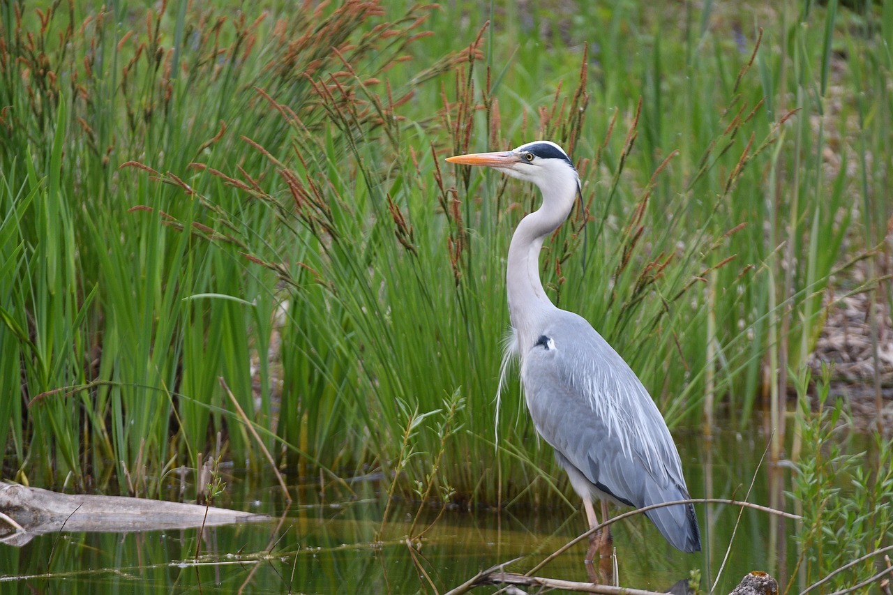 200+ Free Marshland & Nature Images - Pixabay