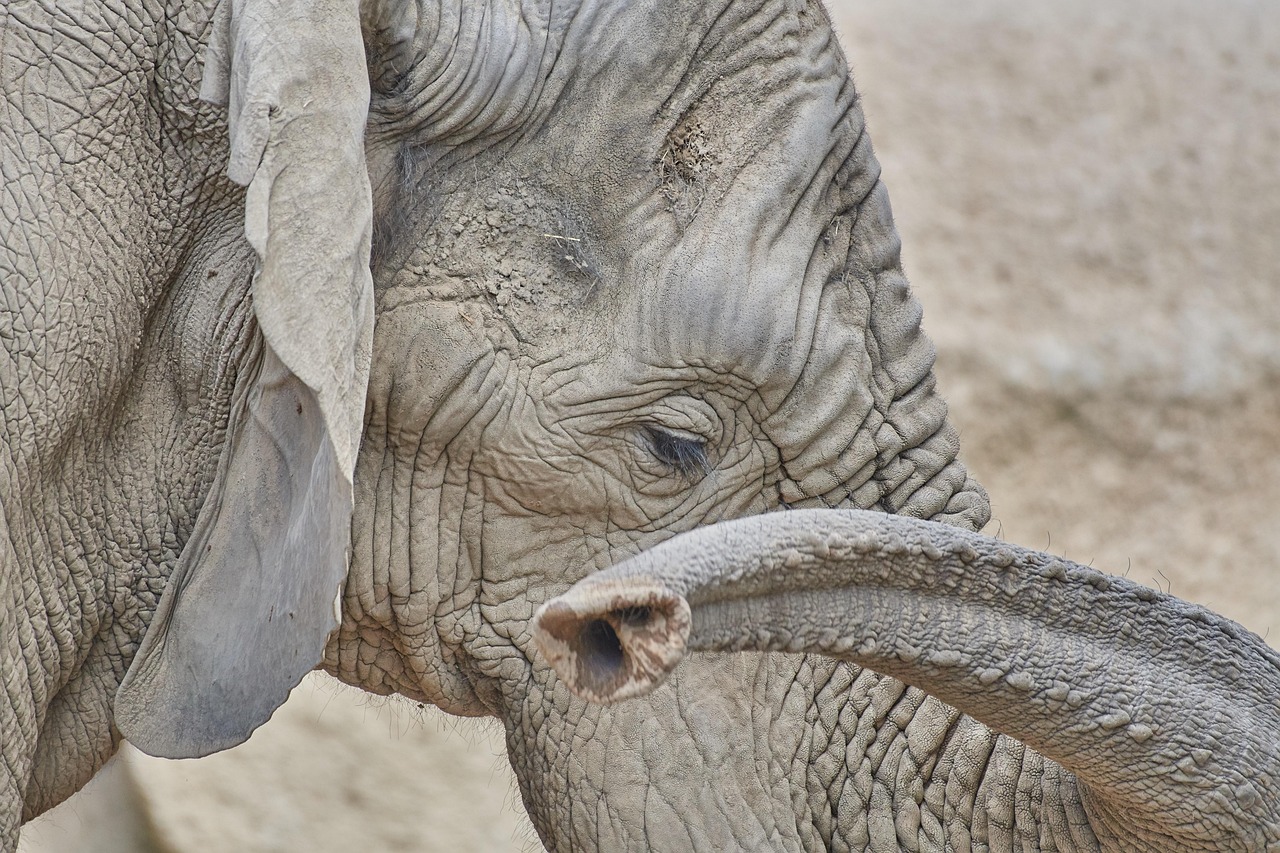 Elefante Tronco Animali Selvatici - Foto gratis su Pixabay - Pixabay