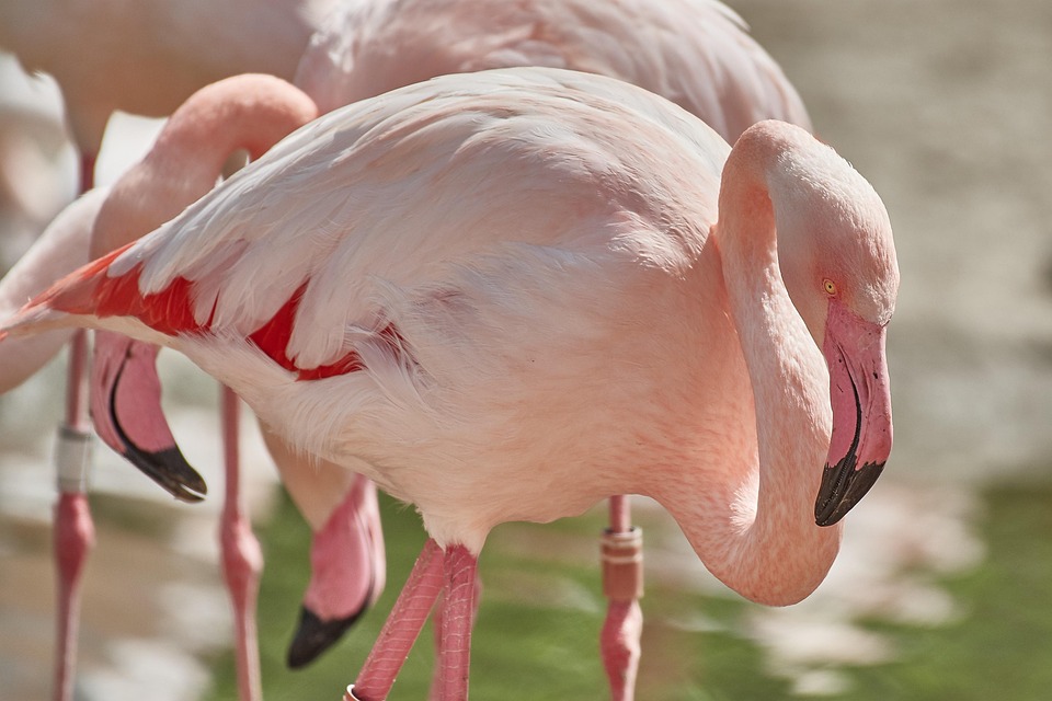Nature Flamingo Bird - Free photo on Pixabay