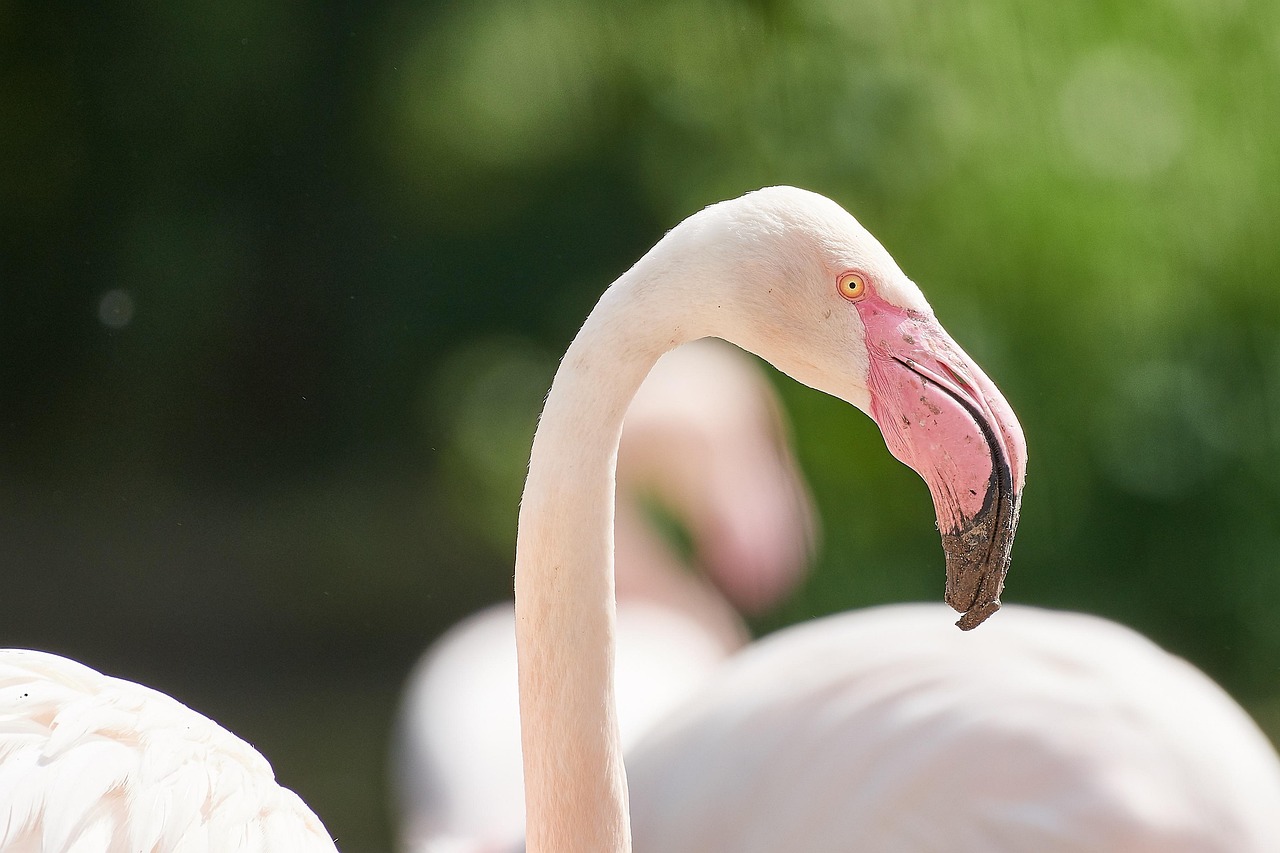 Nature Flamingo Bird - Free photo on Pixabay - Pixabay