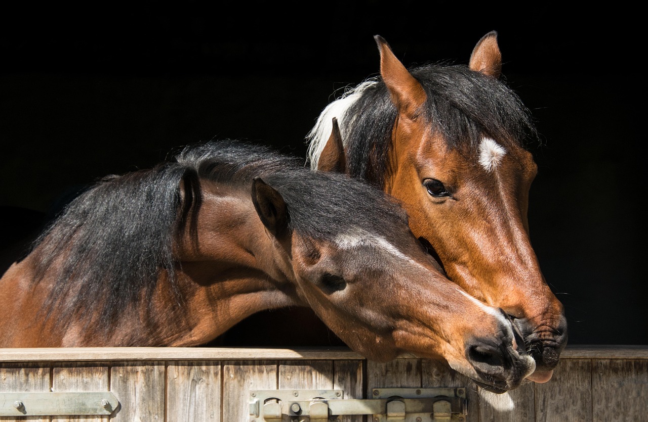 Animal Cavalry Mammal - Free photo on Pixabay
