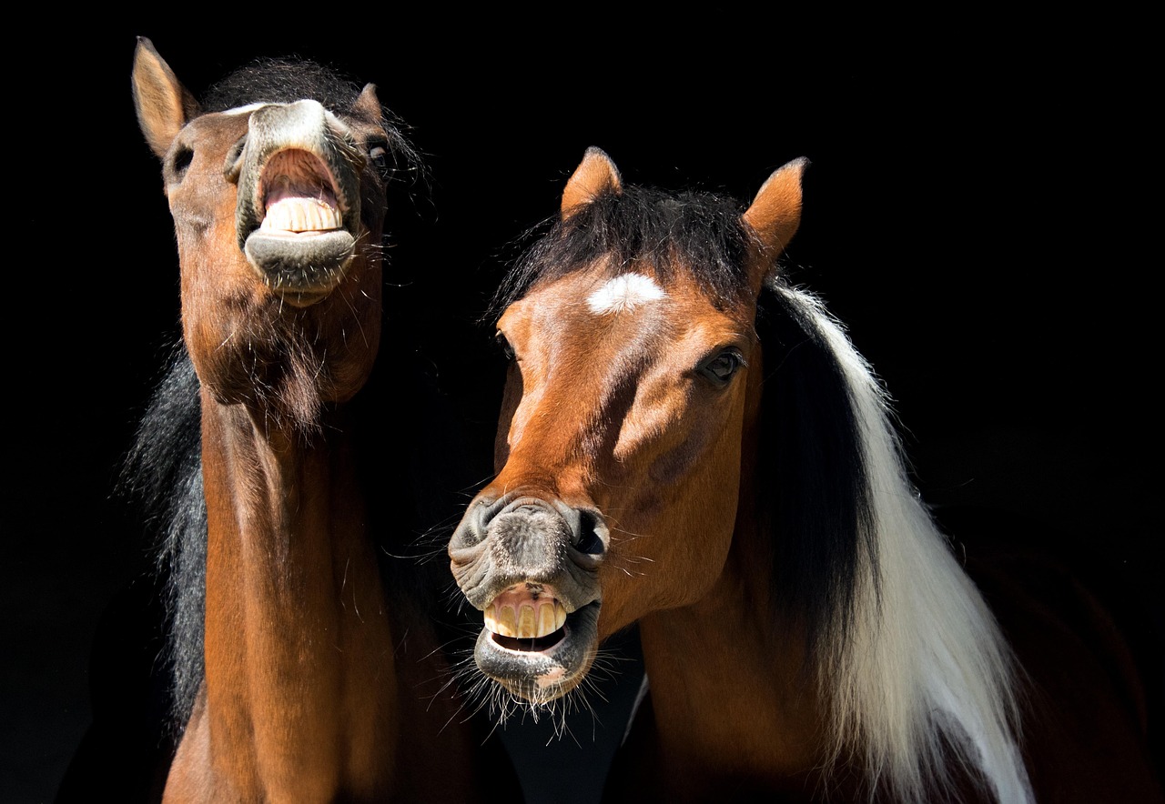 Plus de 200 images de Grimace et de Visage - Pixabay