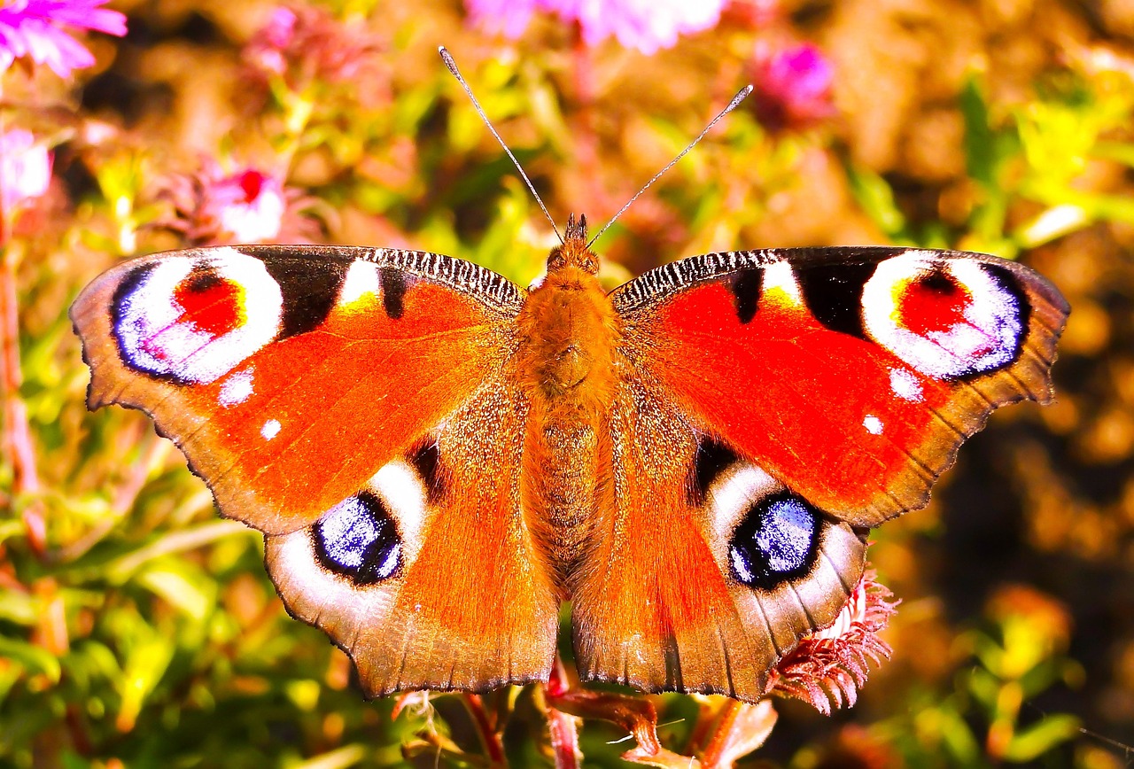 Les Papillons Diurnes Animaux - Photo gratuite sur Pixabay - Pixabay