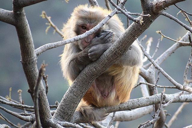 Wildlife Nature Tree - Free photo on Pixabay