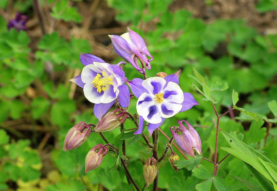 Ancolie Fleur Le Printemps - Photo gratuite sur Pixabay - Pixabay