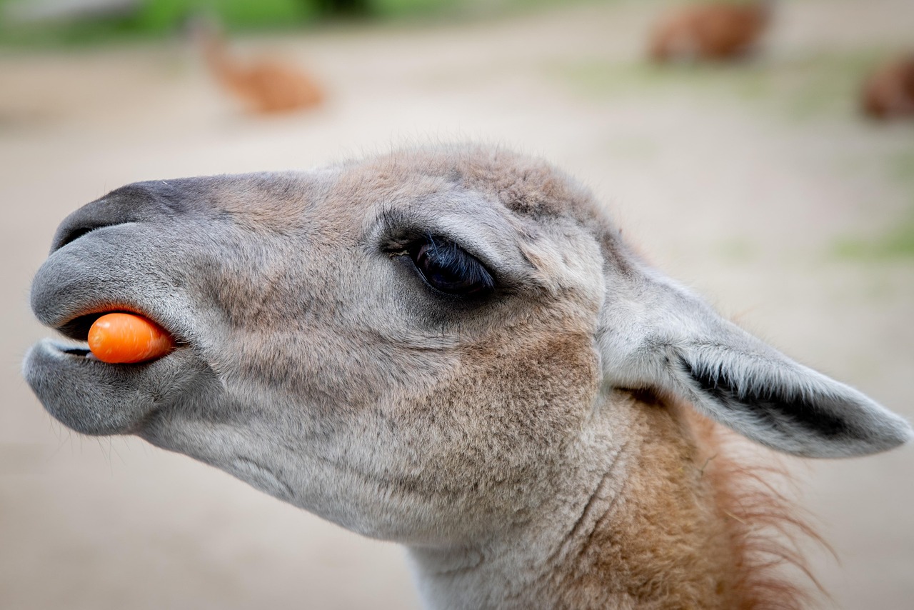 Natureza Animal Animais Selvagens - Foto gratuita no Pixabay - Pixabay
