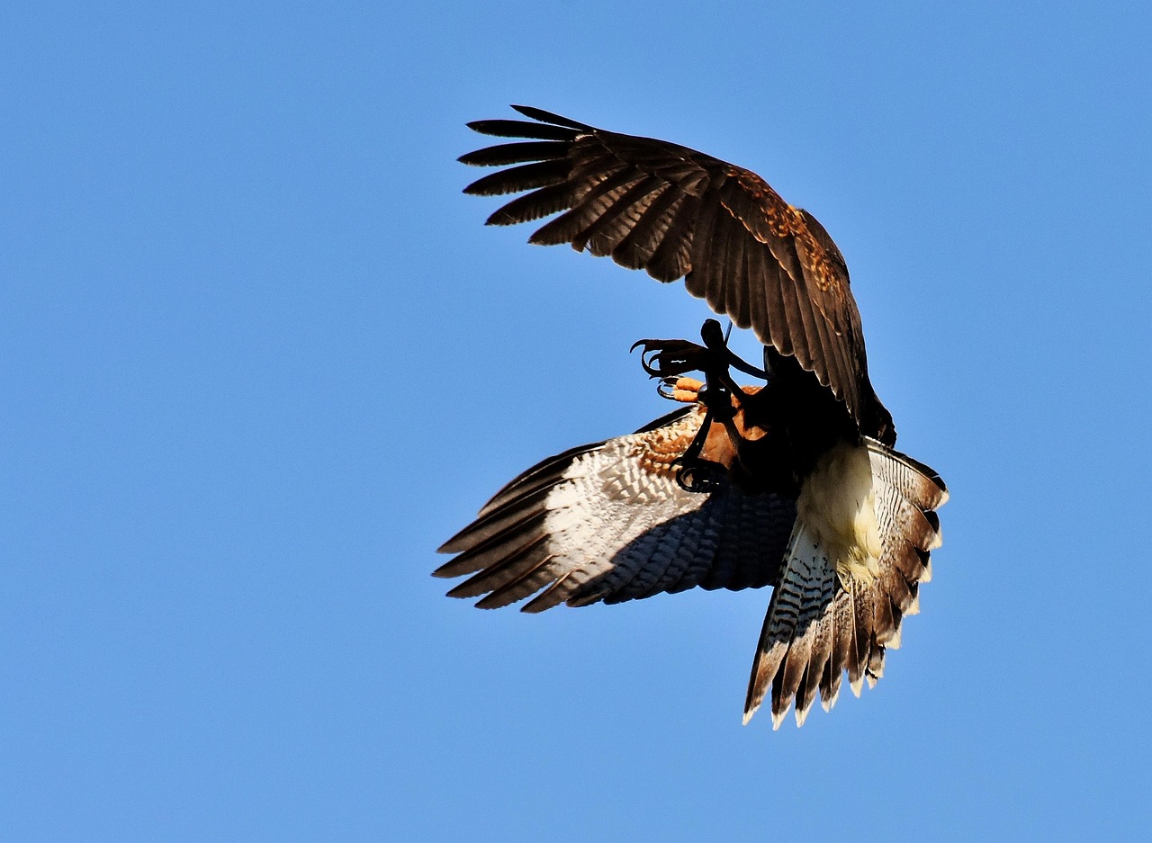 Falco Uccelli Rapaci Uccello - Foto gratis su Pixabay - Pixabay