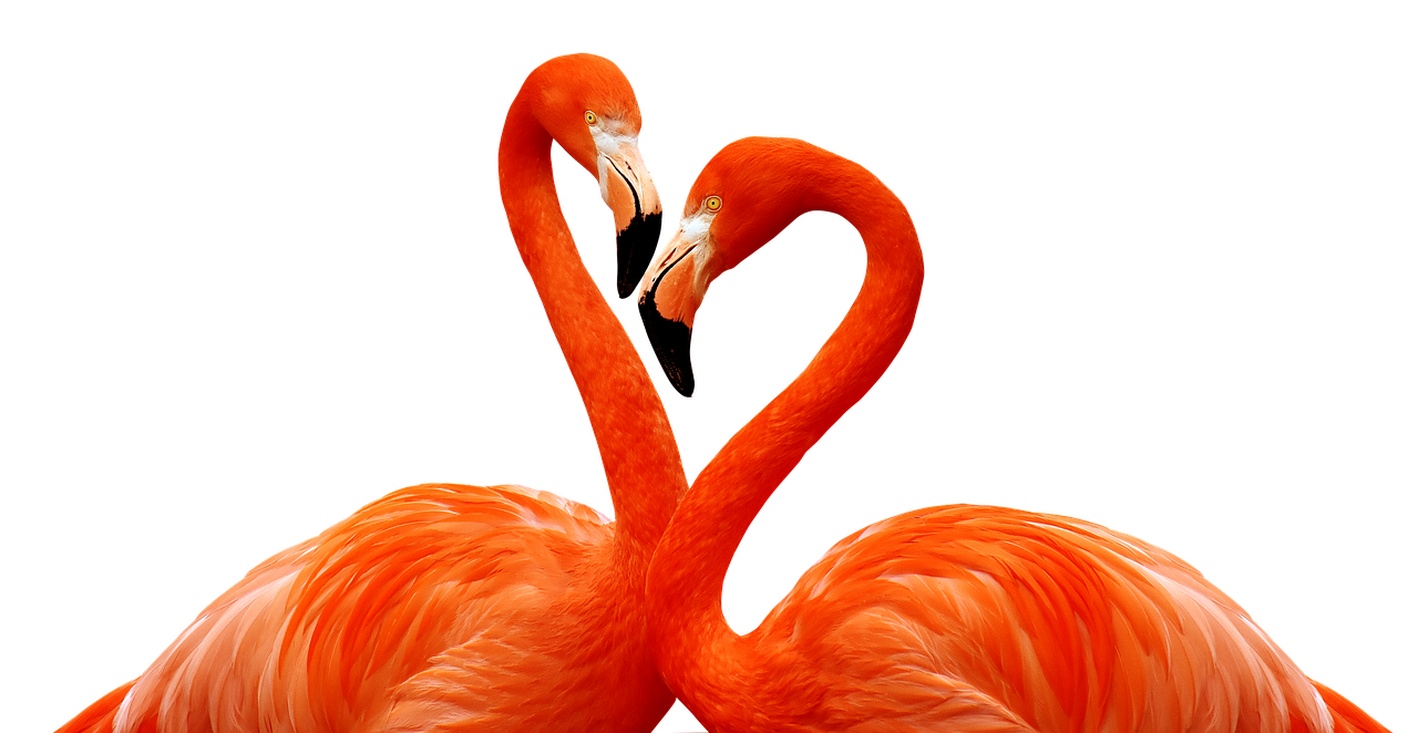 2,000+ Free Flamingo & Bird Images - Pixabay