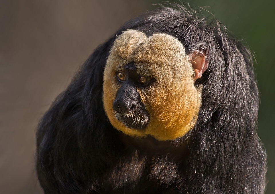 Mamífero Fauna Retrato - Foto gratuita no Pixabay