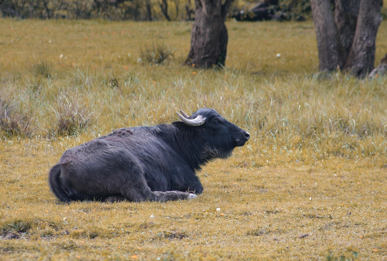 Mammal Animal Grass - Free photo on Pixabay