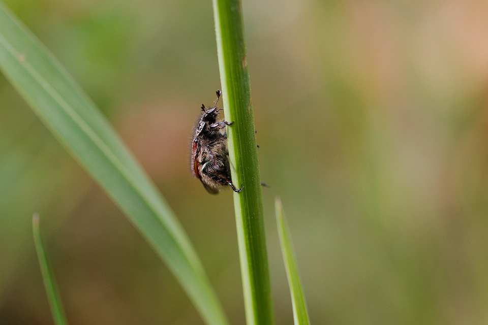 La Nature Insecte Faune - Photo gratuite sur Pixabay - Pixabay