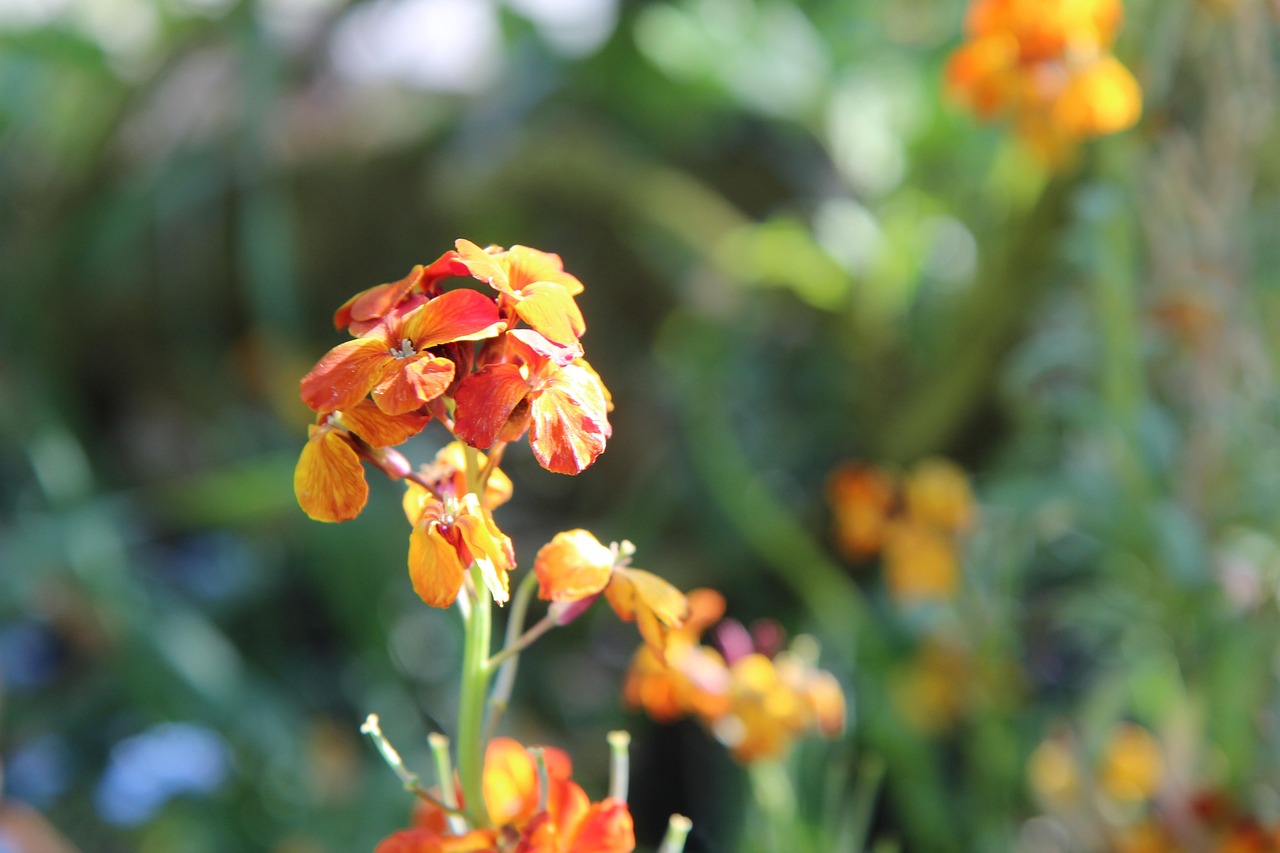 Wallflower Orange - Free photo on Pixabay