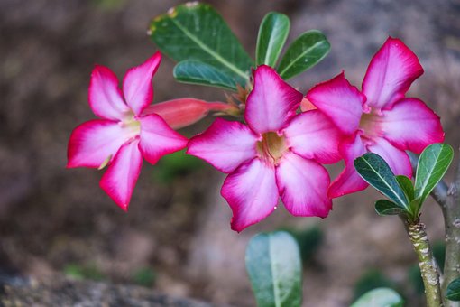 50+ kostenlose Rose Sand und Sand-Bilder - Pixabay