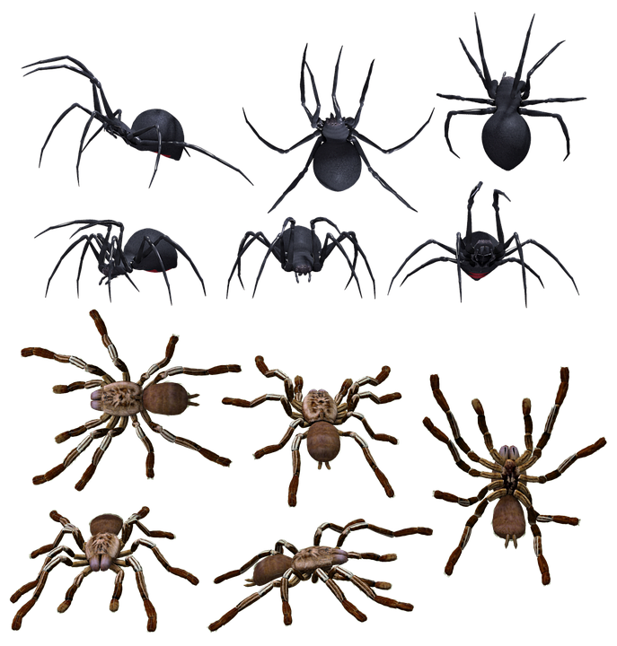 Download Spider, Spiders, Arachnid. Royalty-Free Stock Illustration ...