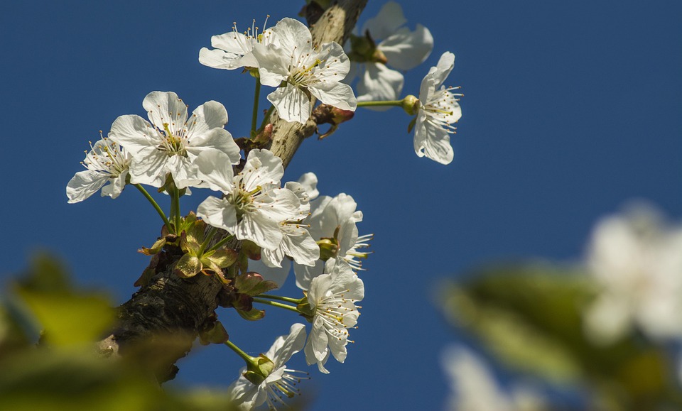Pflanze Natur Zweig - Kostenloses Foto auf Pixabay