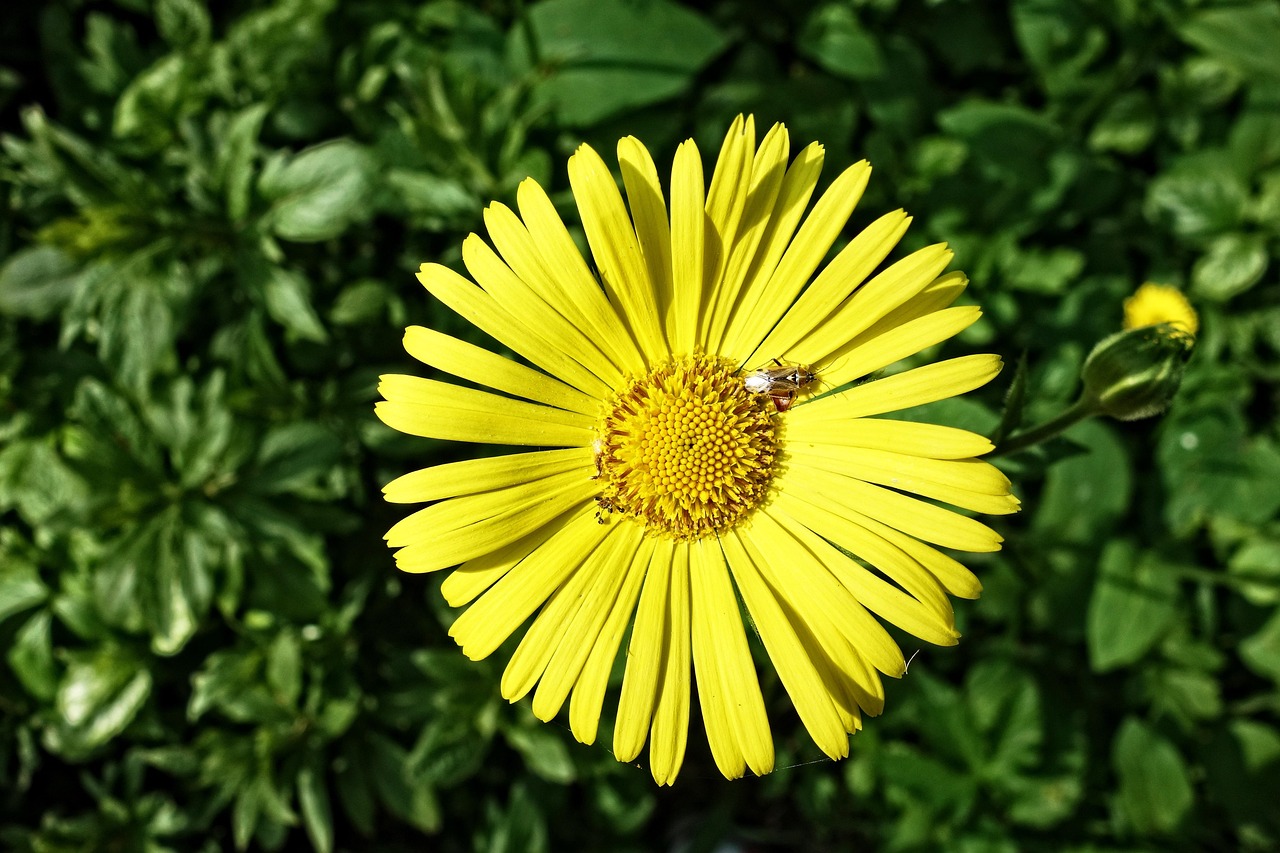 Plantain-Leaved Leopard'S-Ban - Free photo on Pixabay - Pixabay