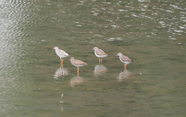 Water Bird Lake - Free photo on Pixabay