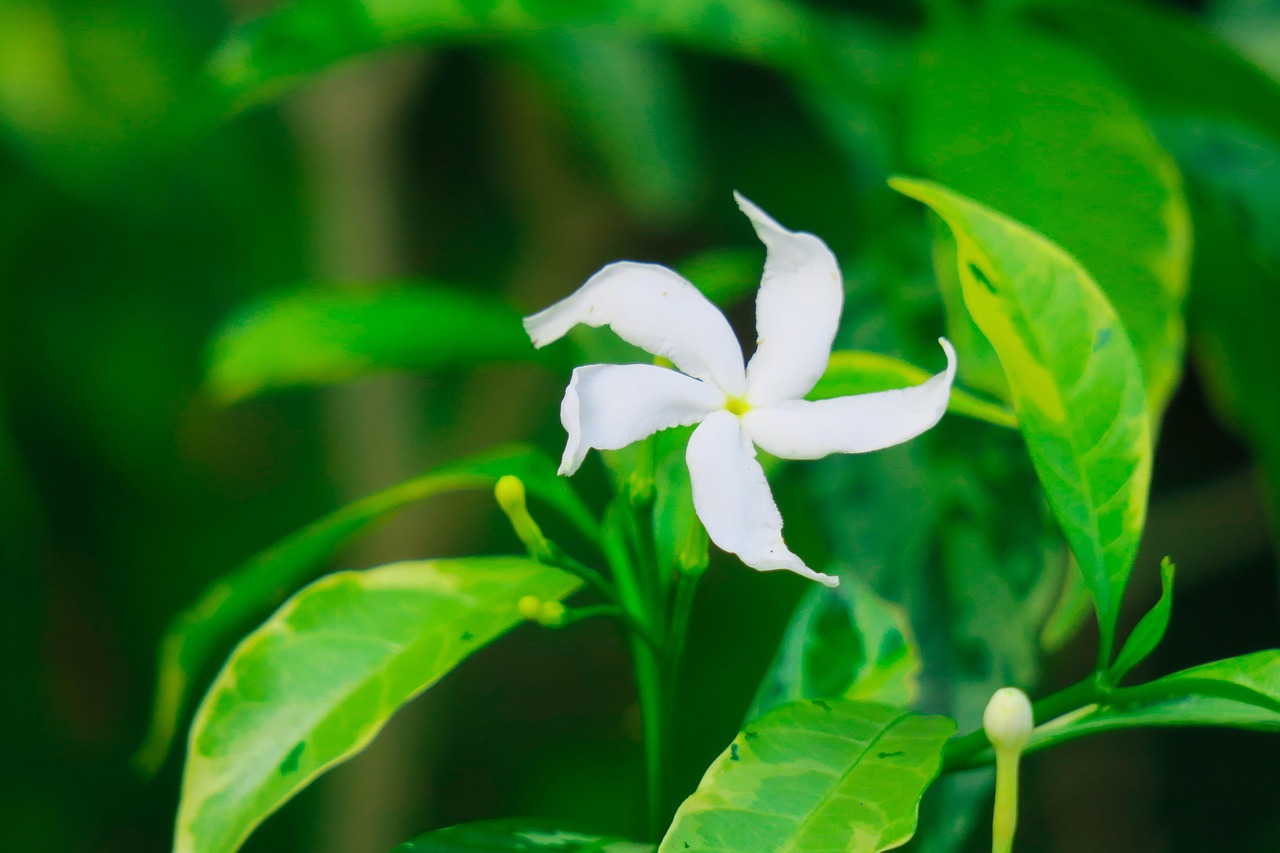 Diente De Perro La Flor Hoja - Foto gratis en Pixabay - Pixabay