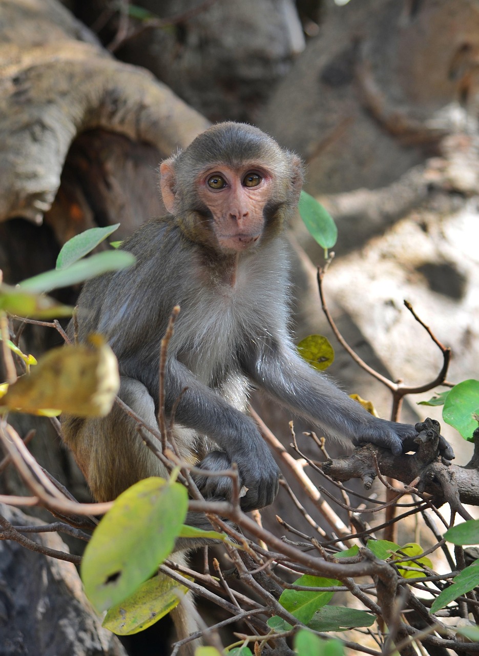 Mono Primate Fauna Silvestre - Foto gratis en Pixabay - Pixabay