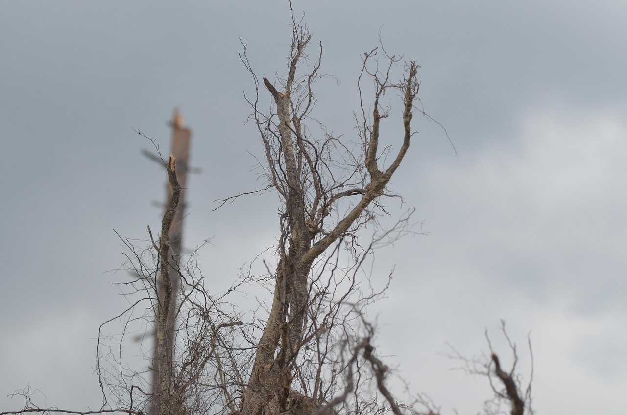Calamity Roots Czech - Free photo on Pixabay