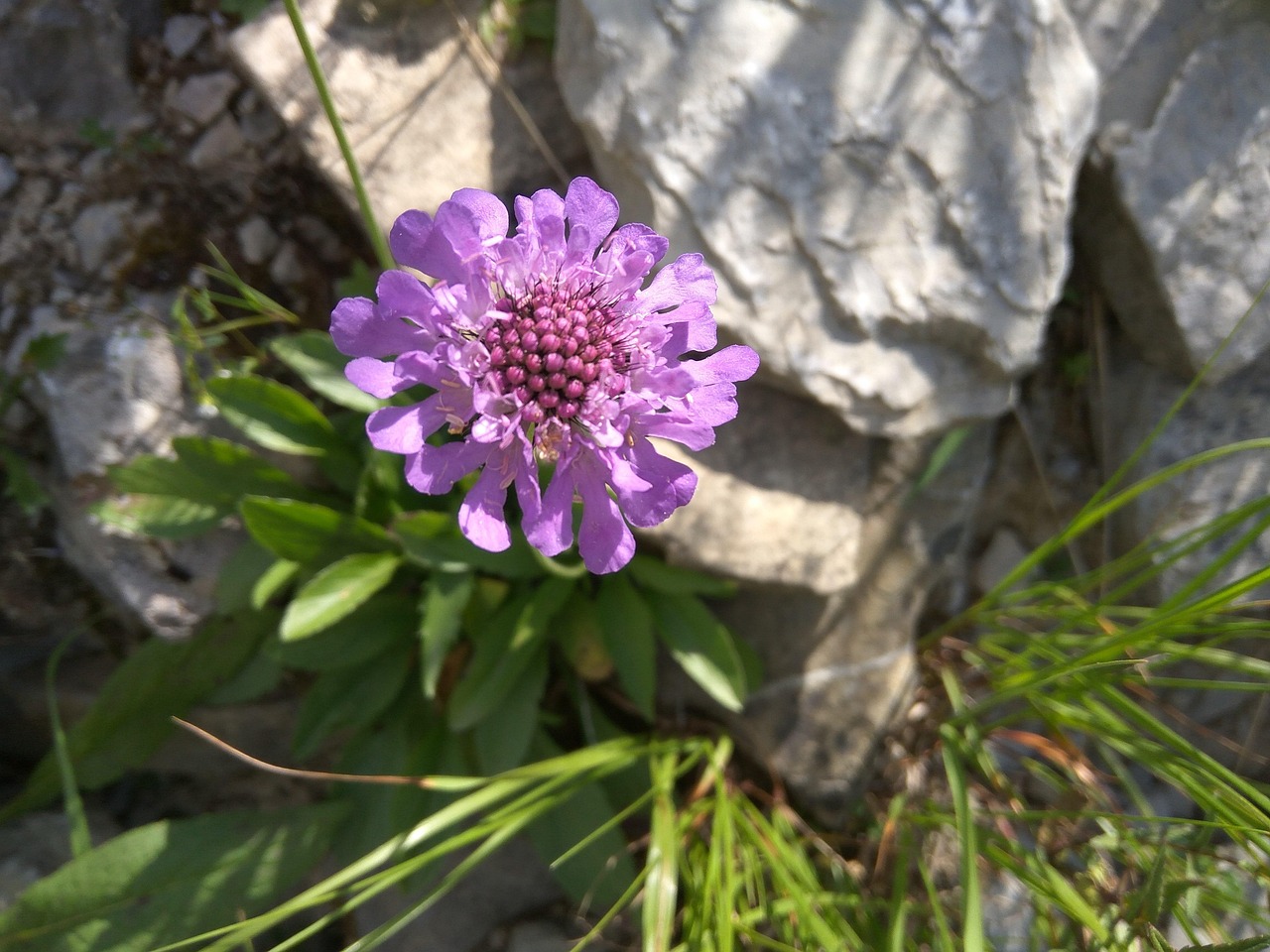 Natureza Plantar Flor - Foto gratuita no Pixabay - Pixabay