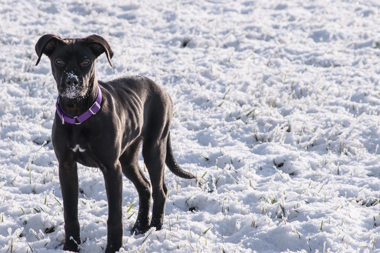 Neve Inverno Animal - Foto gratuita no Pixabay - Pixabay