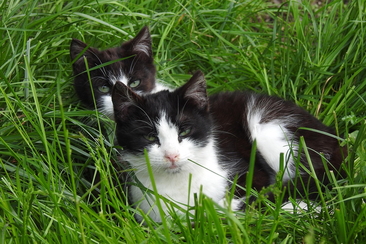 Lawn Cute Animals - Free photo on Pixabay