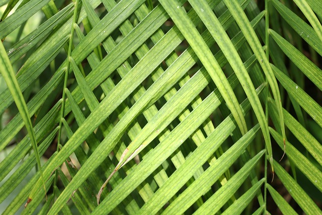 Palm Nature Blade Green - Free photo on Pixabay - Pixabay