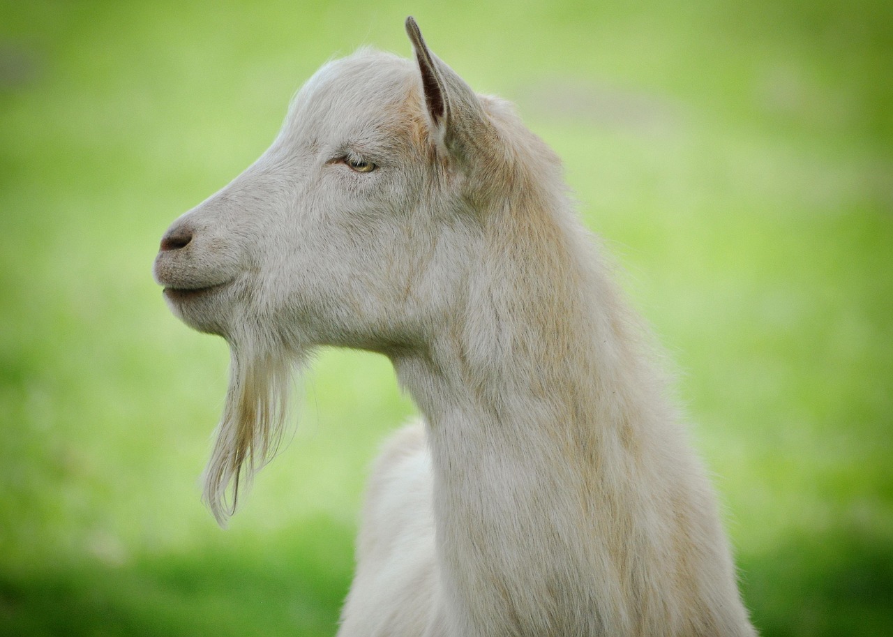 10,000+ Free Goat Funny & Goat Photos - Pixabay