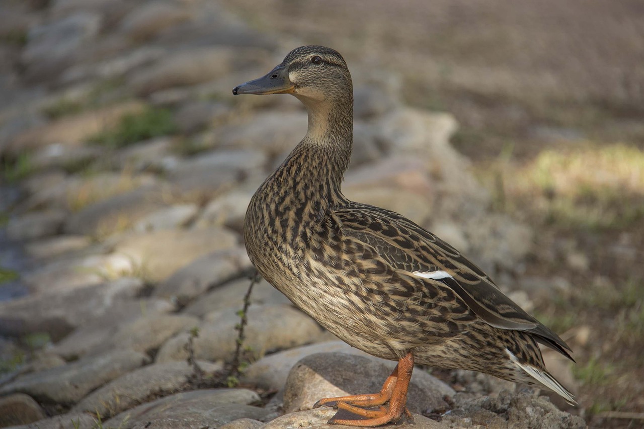 Aves Naturaleza Vida Silvestre - Foto gratis en Pixabay - Pixabay
