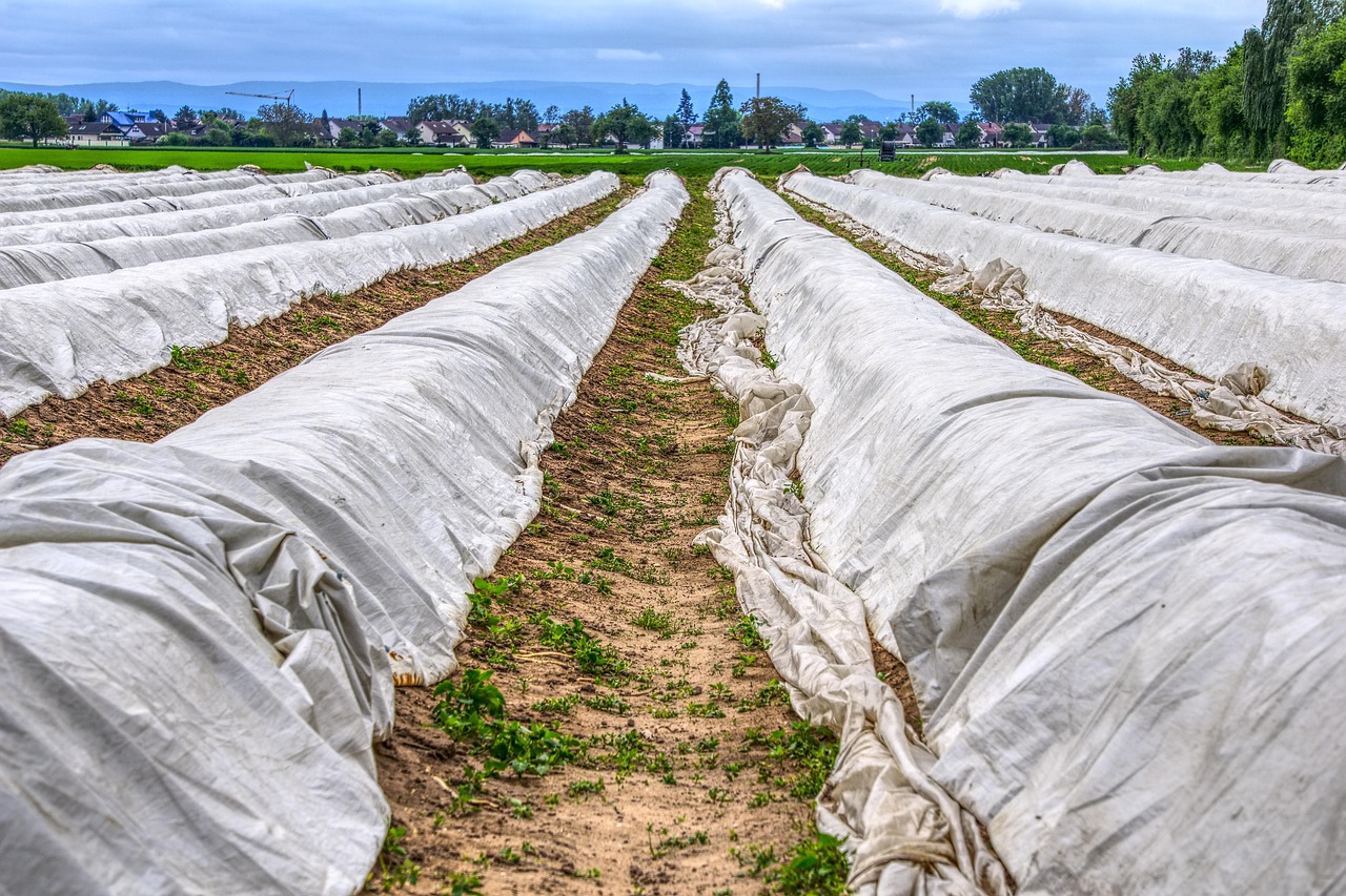 Asparagus Field Plane - Free photo on Pixabay - Pixabay