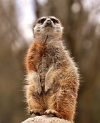 Meerkat Aggressive Area - Free photo on Pixabay