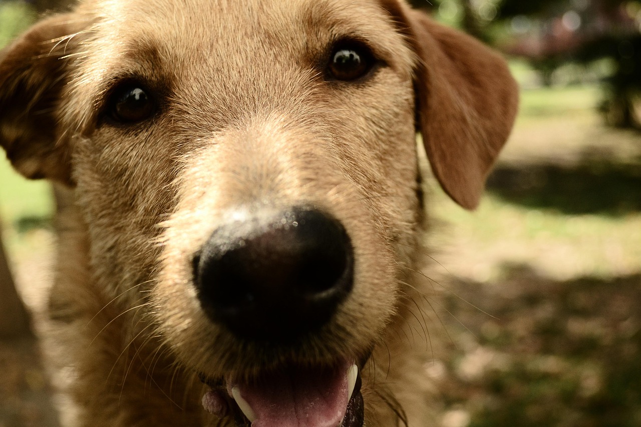 Canis Familiaris En