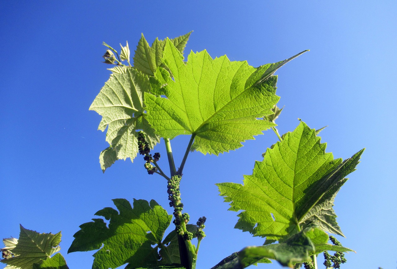 Uva Folhagem - Foto gratuita no Pixabay - Pixabay