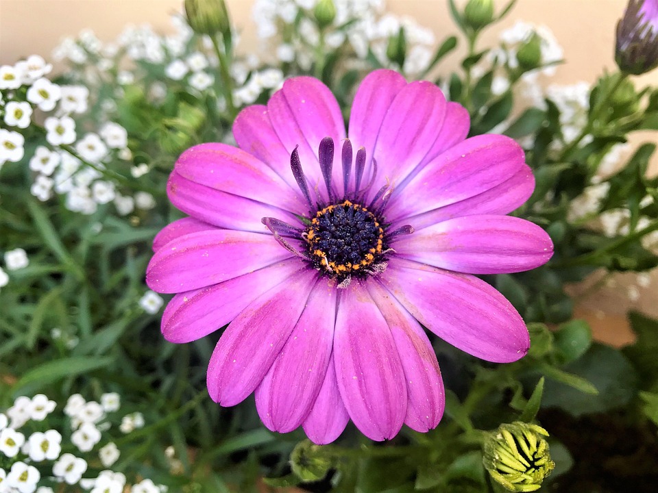 Spring Flower Nature - Free photo on Pixabay