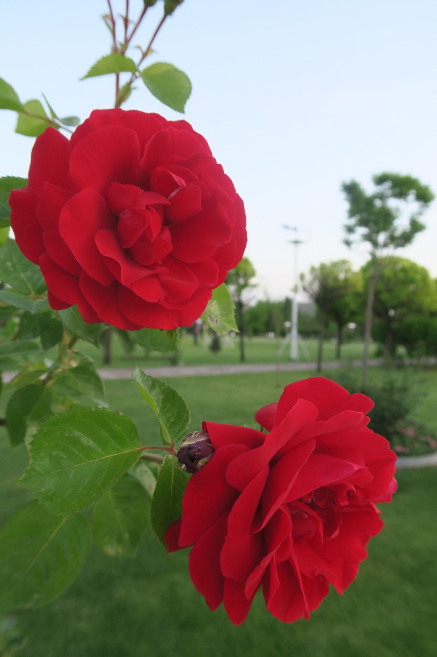 Rosa Roja Flor - Foto gratis en Pixabay - Pixabay