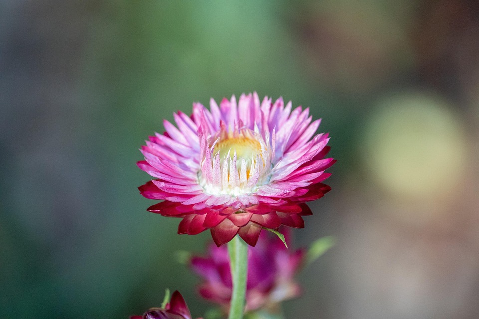 Bloem Plantkunde Bloom - Gratis foto op Pixabay