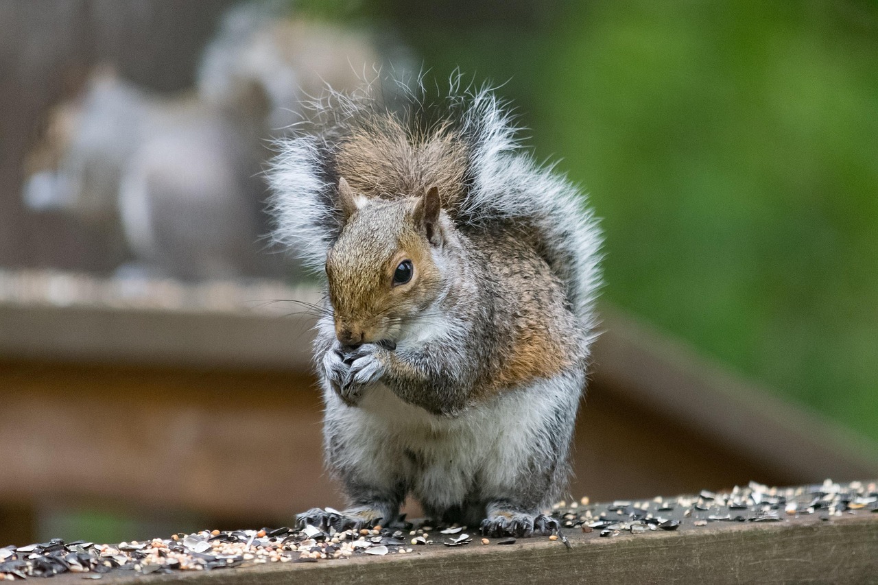 Fauna Silvestre Naturaleza Animal - Foto gratis en Pixabay - Pixabay